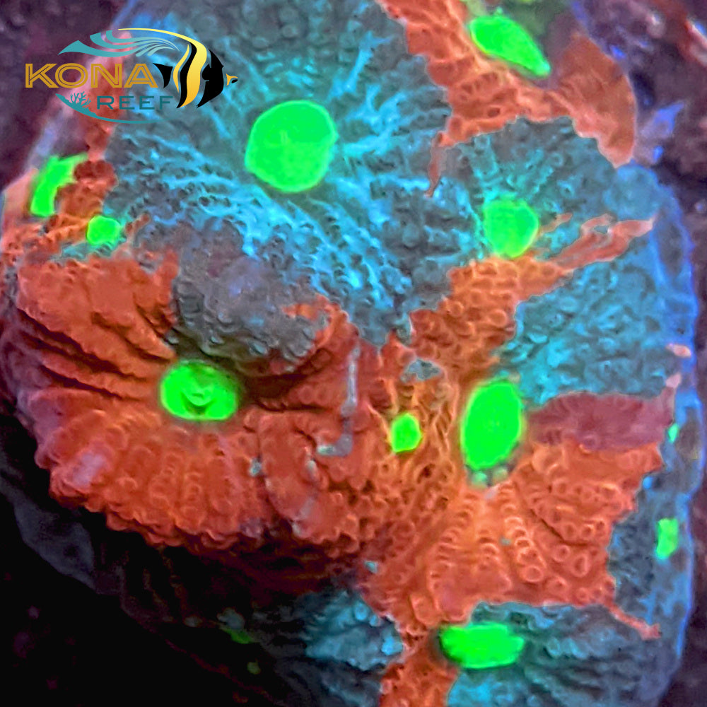 Red and Teal War Favia Frag – Kona Reef Az