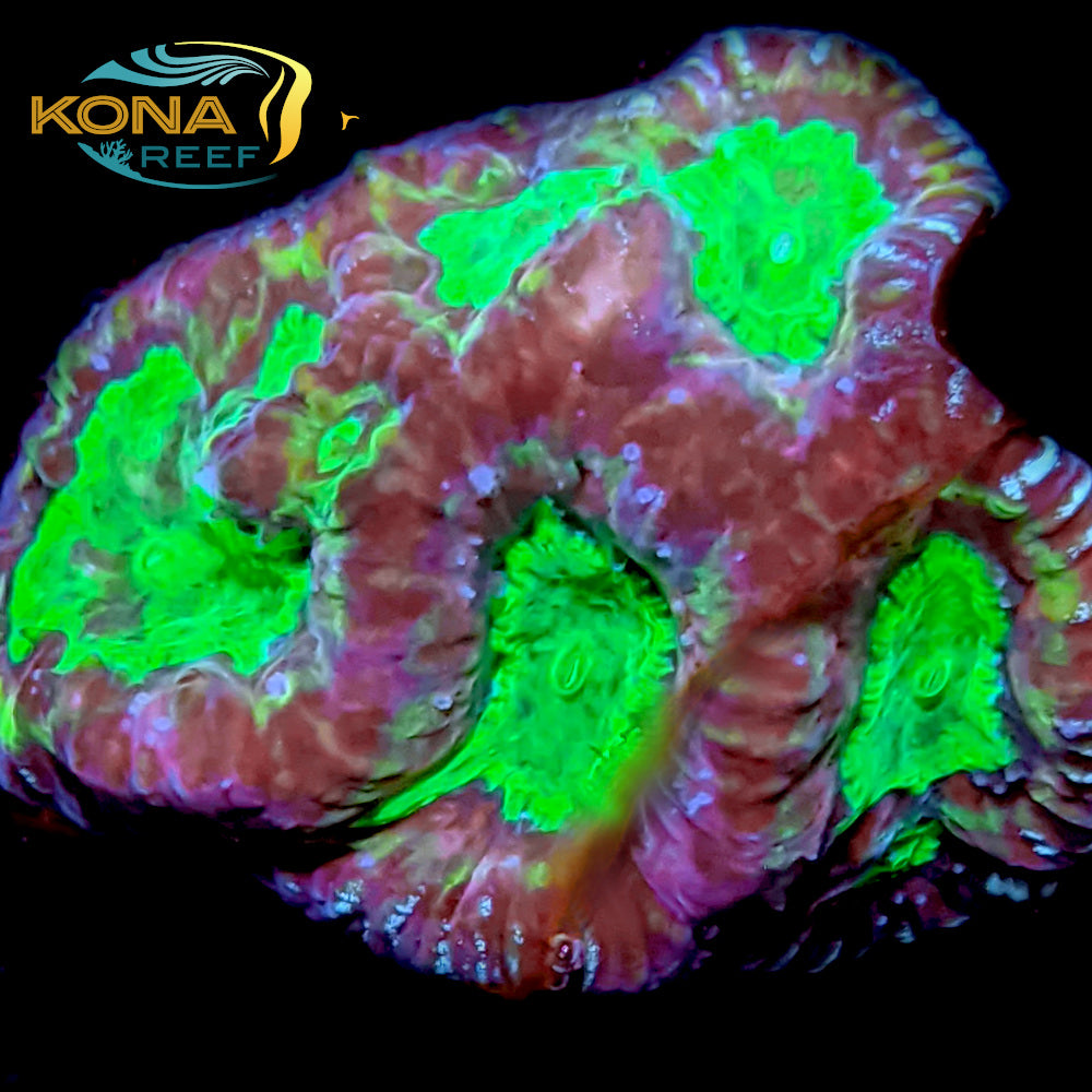 Fallout Favia Frag – Kona Reef Az