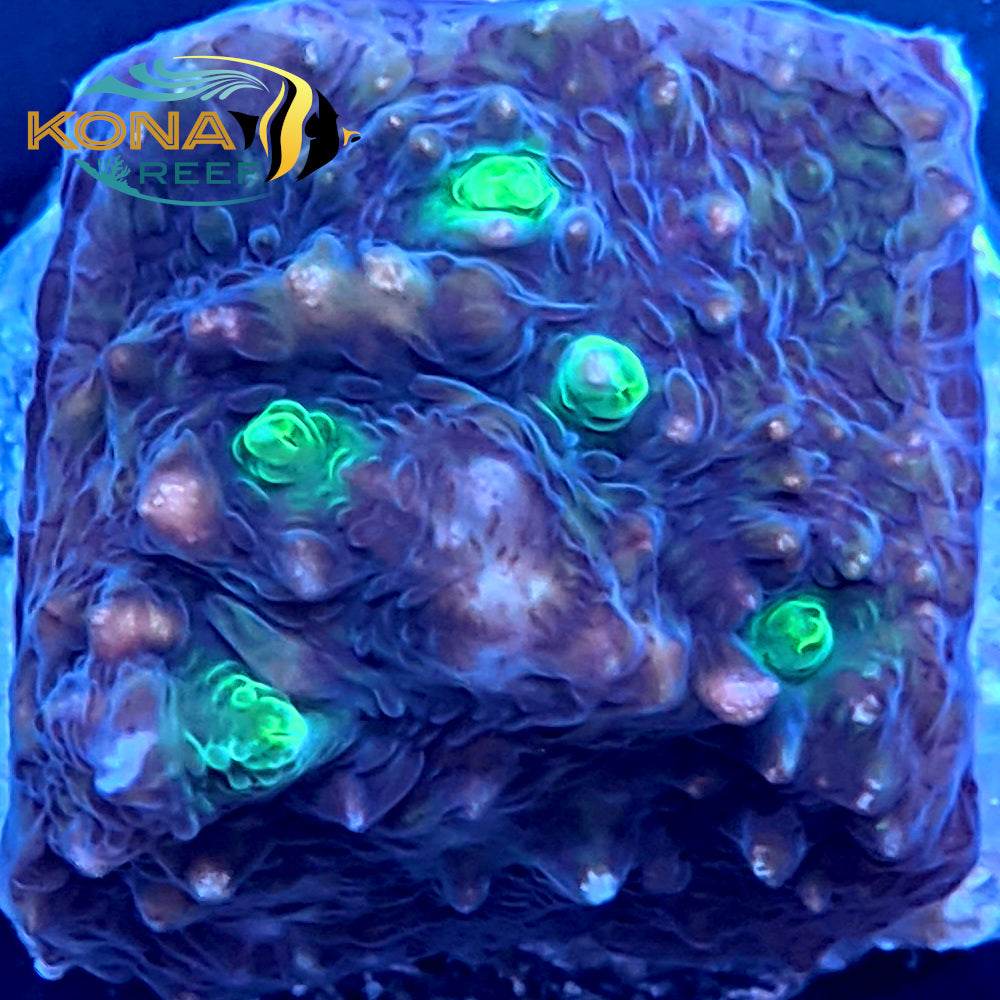 Products – Kona Reef Az